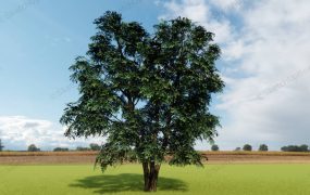 Plants SketchUp 3D Model .skp File Download - SketchupBox